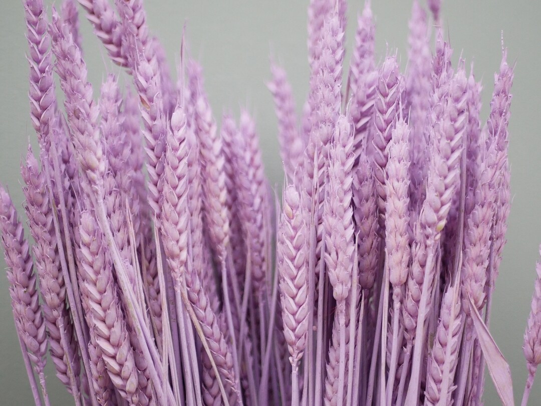 Dried Misty Lilac Light Purple Wheat /lilac Misty/ Canary Grass / Dried ...