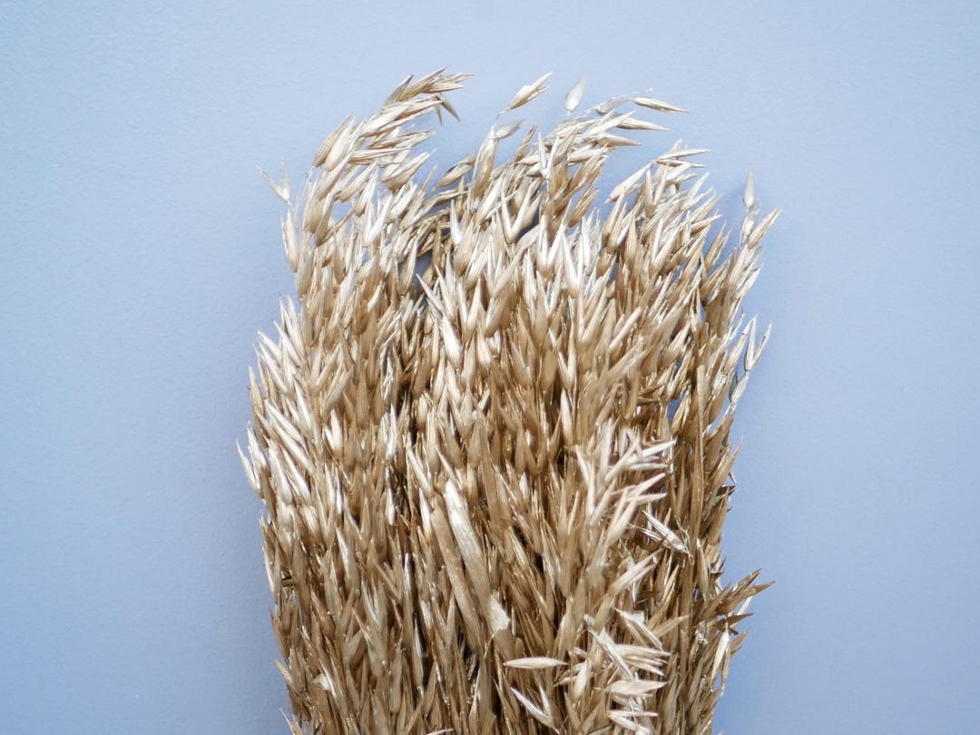 Oat Stems Dried Gold/oats / Dried Avena Oats / Dried Flowers / Autumn ...