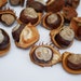 Dried Conkers Conkers in Shells dried Natural Conkers - Etsy