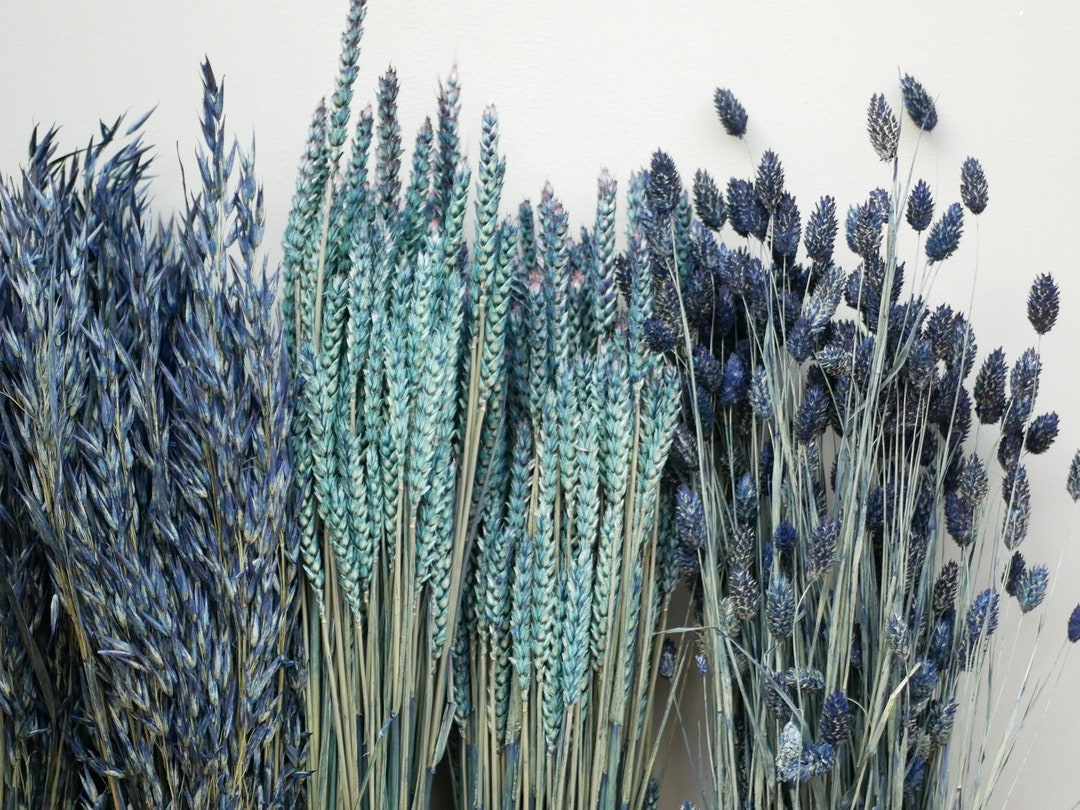 Mix of 3 Dried Navy Blue Wheat Stems/ Canary Grass / Oat Dried Grass ...