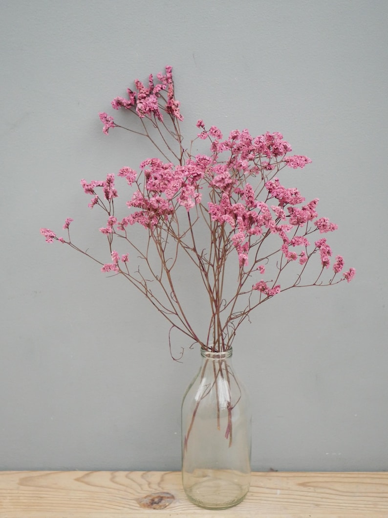 Limonium Caspia, Deep Pink, Preserved (sea Lavender) - Etsy