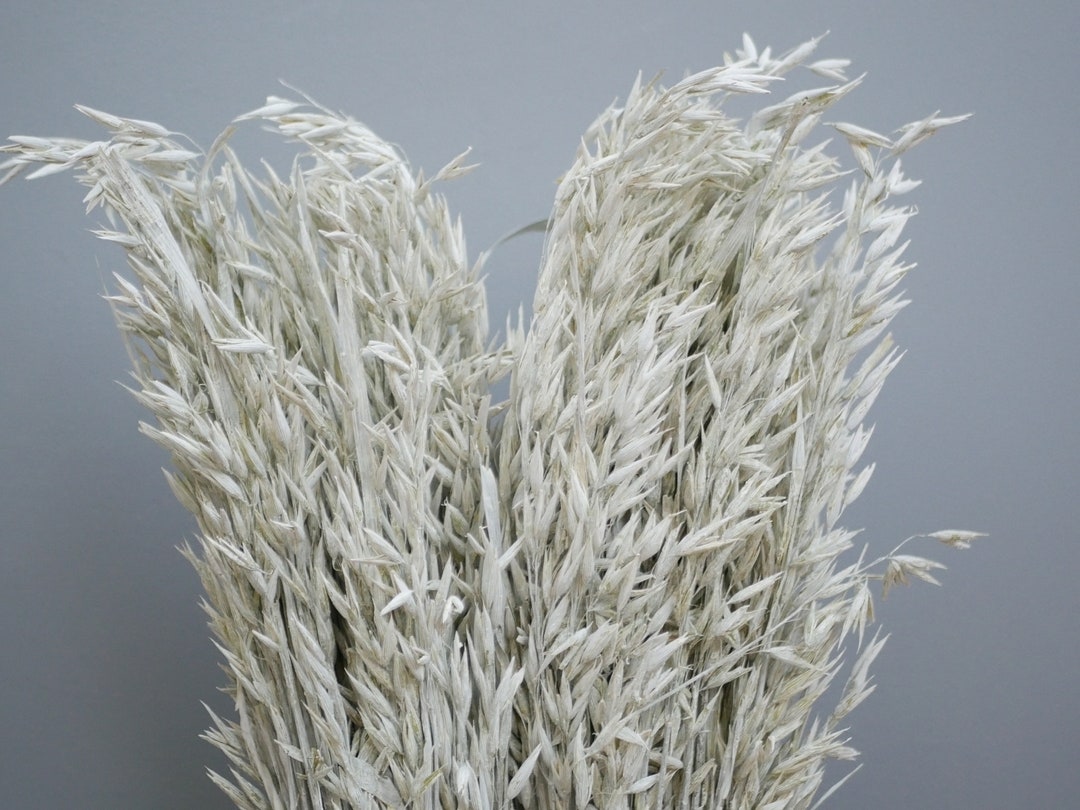 Oat Stems Dried White Oats / Dried Avena Oats / Dried Flowers / Rustic ...