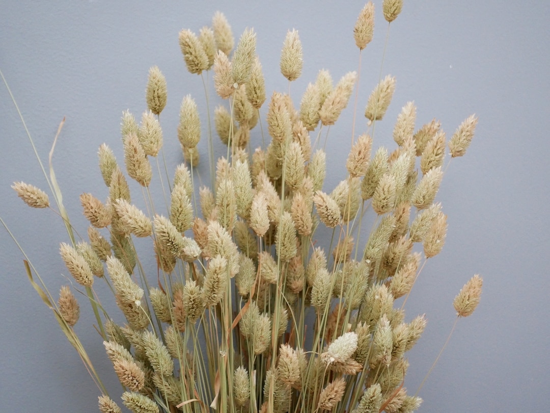 Dried Natural Phalaris / Canary Grass / Dried Grass / Dried Flowers ...
