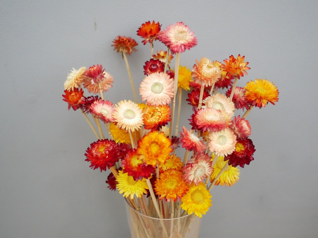 Buy Mixed Dried Straw Flowers Bunch，dried Strawflowers Heads With Stems ...