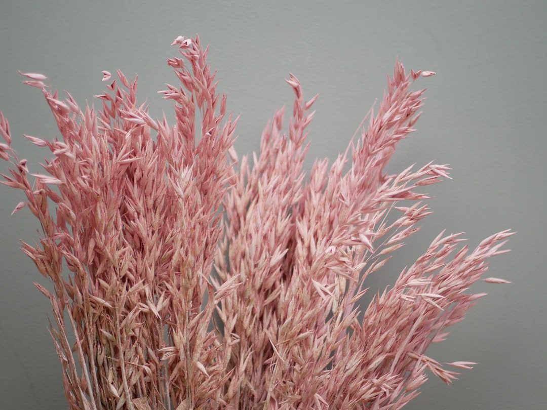 Oat Stems Dried Pink Oats / Dried Avena Oats / Dried Flowers / Rustic ...