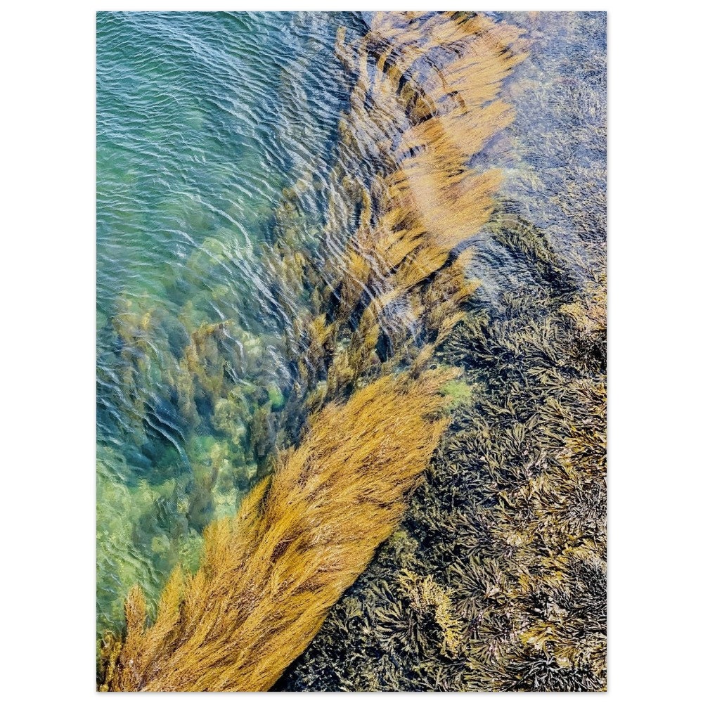 75 X 100 Cm Scene Seaweed Under the Sea Coastal Photo Premium Matte ...