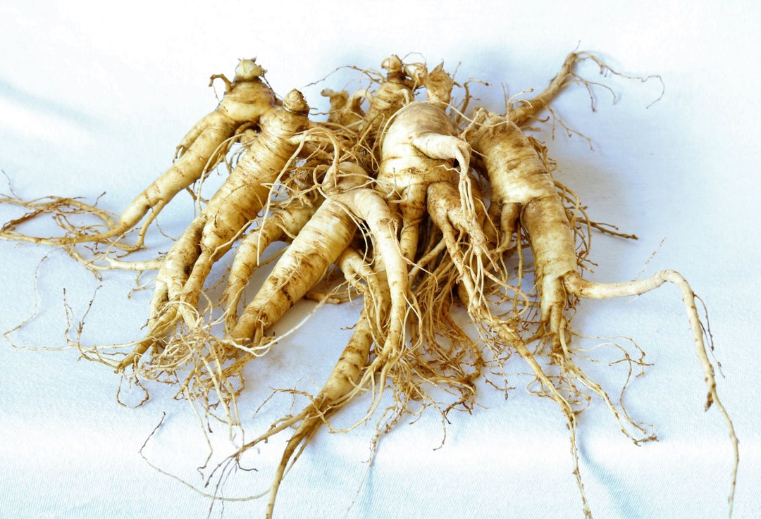 American Ginseng Roots Ready for Transplanting! (premium Quality 3 Yr ...