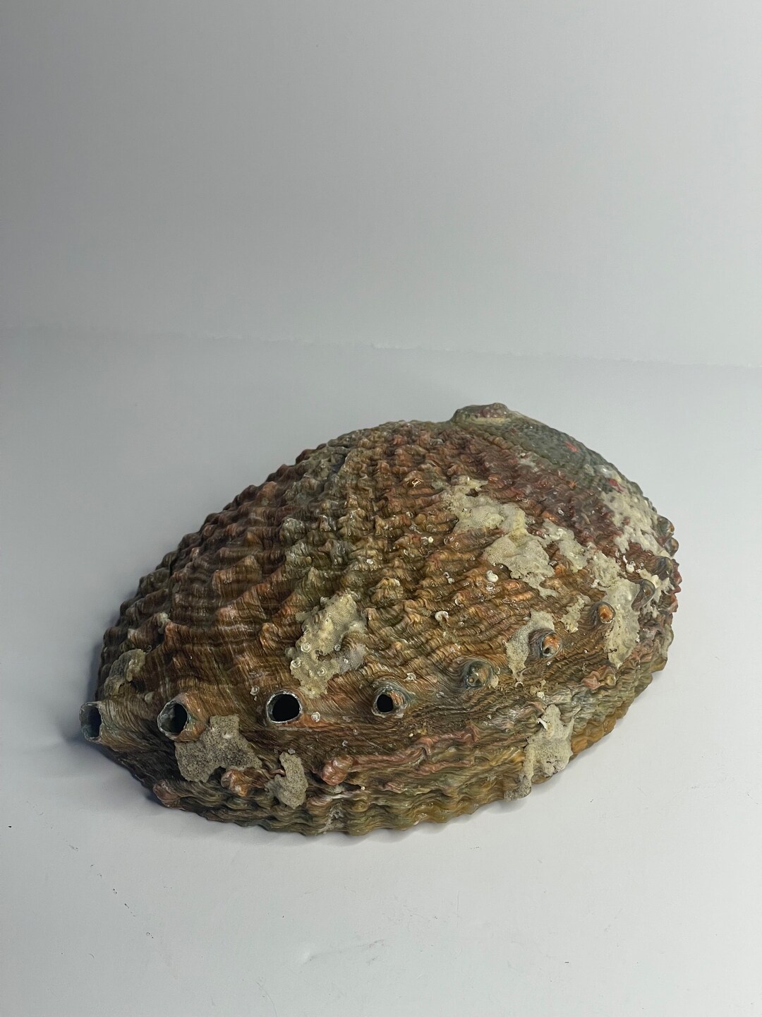 Green Mexican Abalone Shell (B) - Etsy