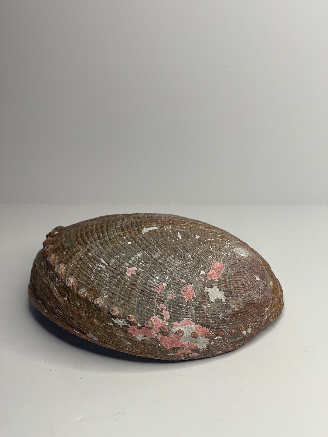 Pink Mexican Abalone Shell (C) - Etsy