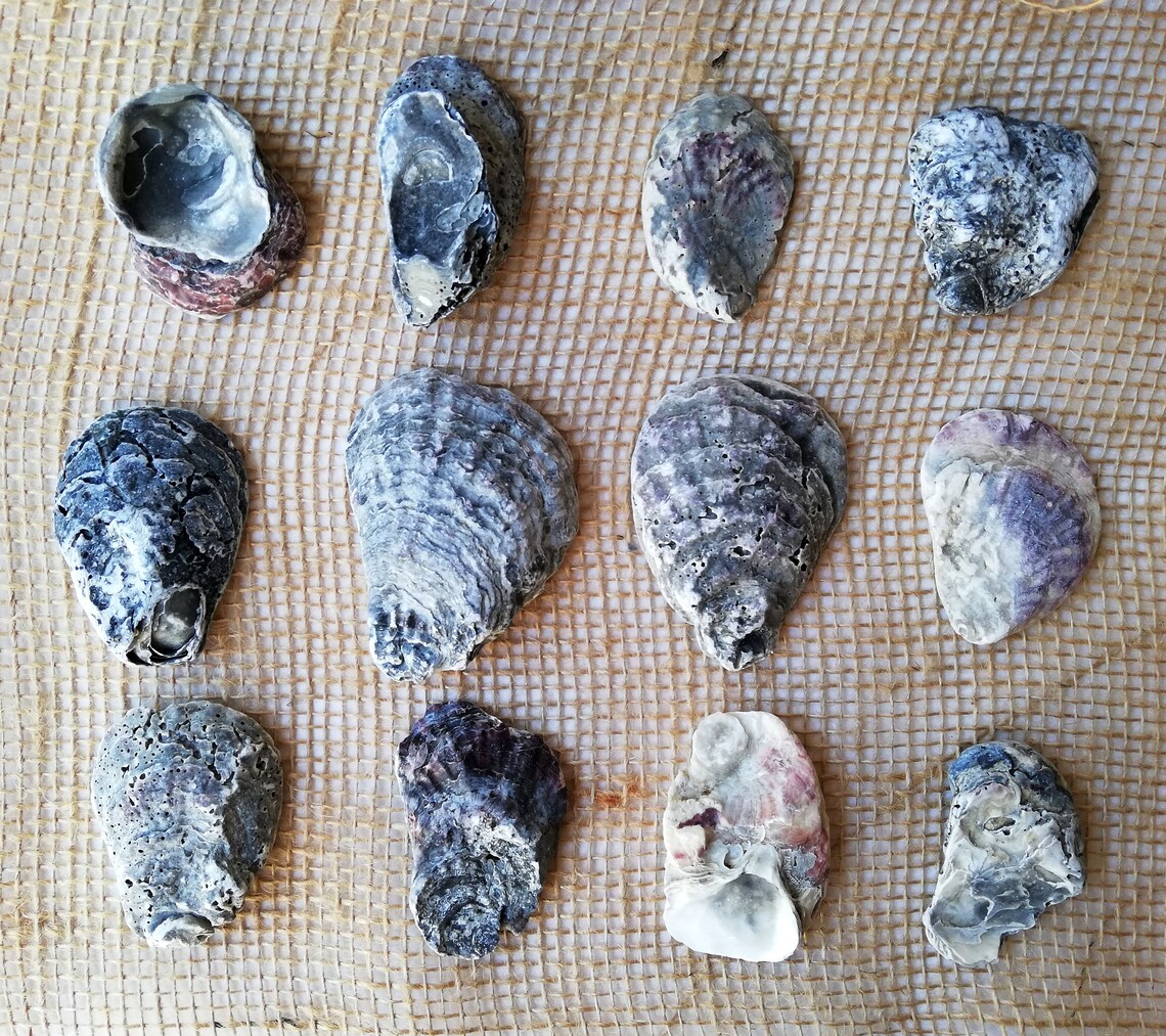 Bulk Antique Sea Shells Lot 20-80 Set Raw Old Seashell Genuine - Etsy