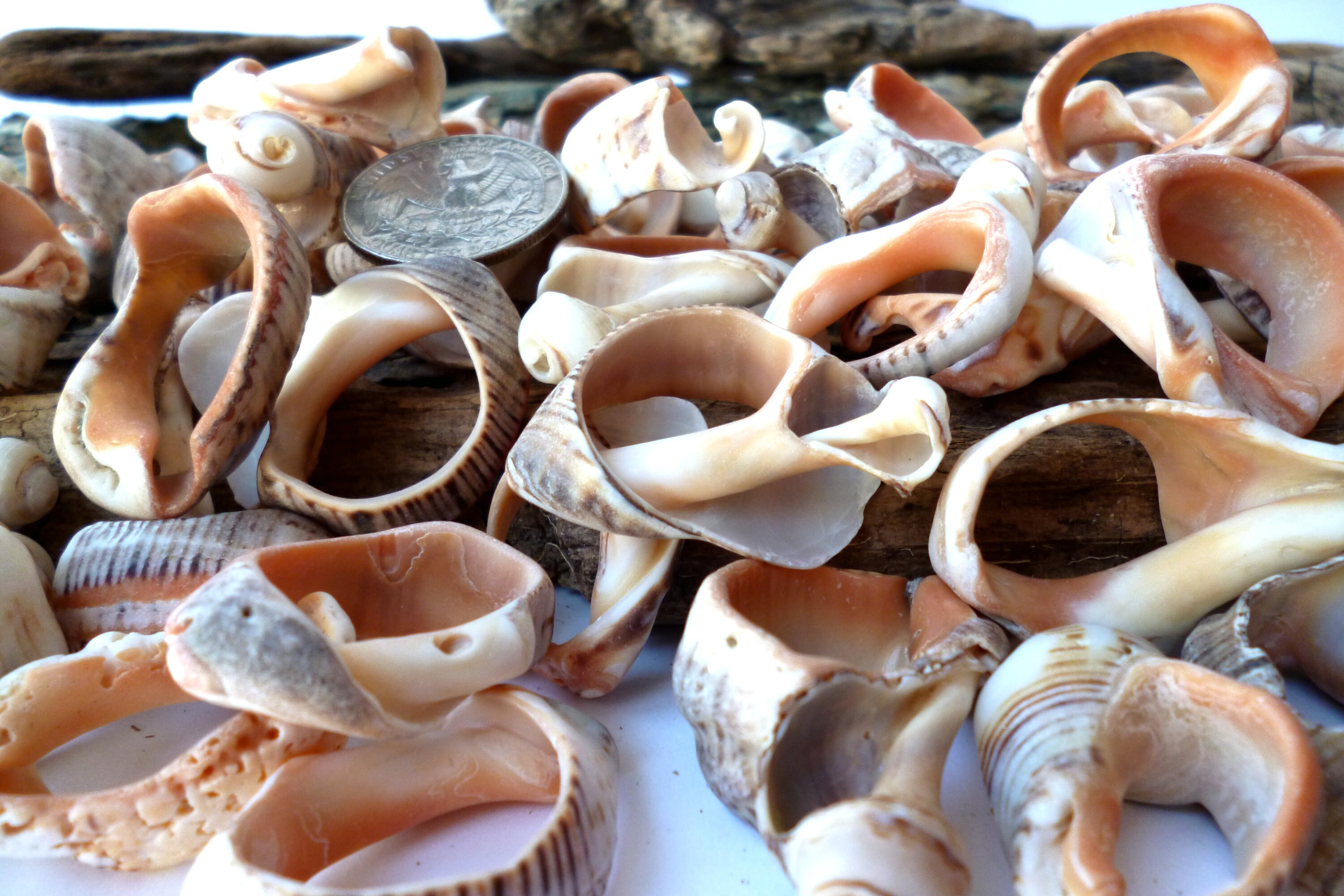 Sea Shells Bulk 25-75 Set Raw Natural Sea Shell Center Jewelry - Etsy