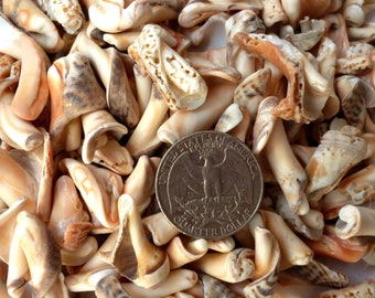 Bulk Antique Sea Shells Lot 20-80 Set Raw Old Seashell Genuine Blue ...