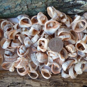 Sea Shells Bulk 25-75 Set Raw Natural Sea Shell Center Jewelry Making ...