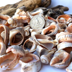 Sea Shells Bulk 25-75 Set Raw Natural Sea Shell Center Jewelry Making ...