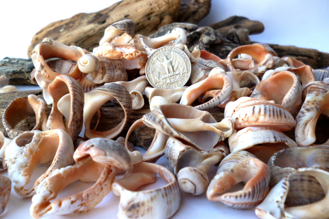 Sea Shells Bulk 30-120 Set Raw Natural Sea Shell Center - Etsy