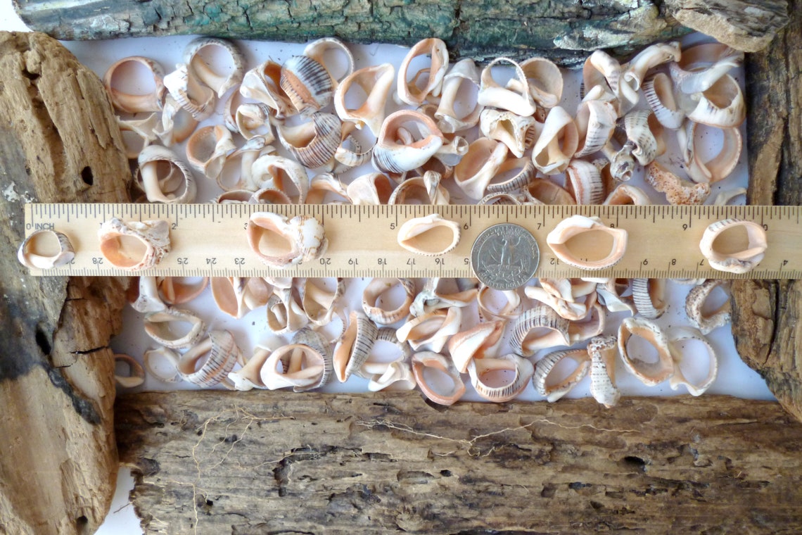 Sea shells bulk 30-120 set Raw natural sea shell center | Etsy