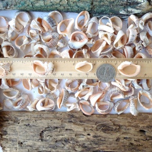 Sea Shells Bulk 30-120 Set Raw Natural Sea Shell Center Jewelry Making ...