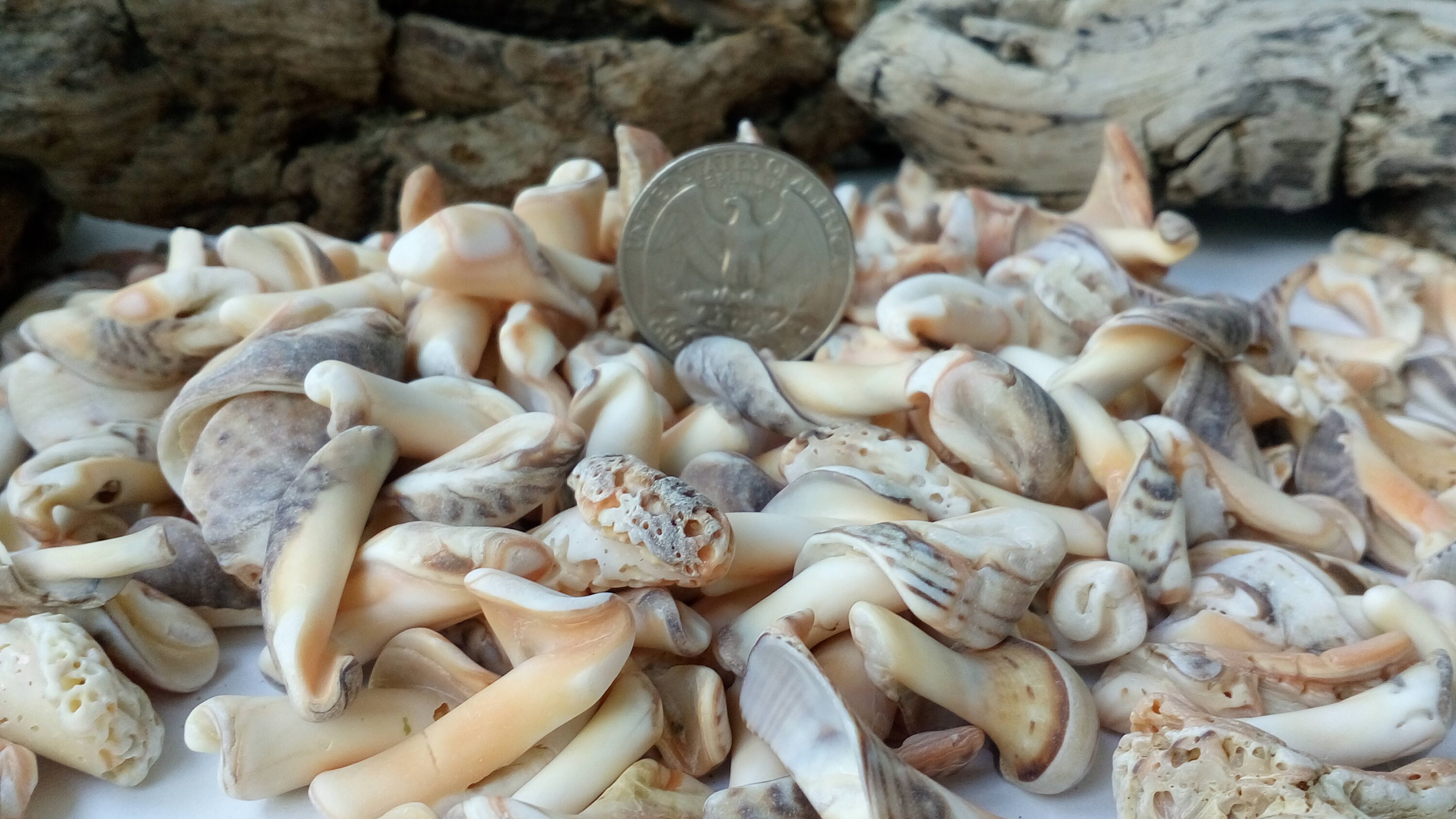 Sea Shells Bulk 50-150 Set Raw Genuine Seashell Spiral Innards | Etsy