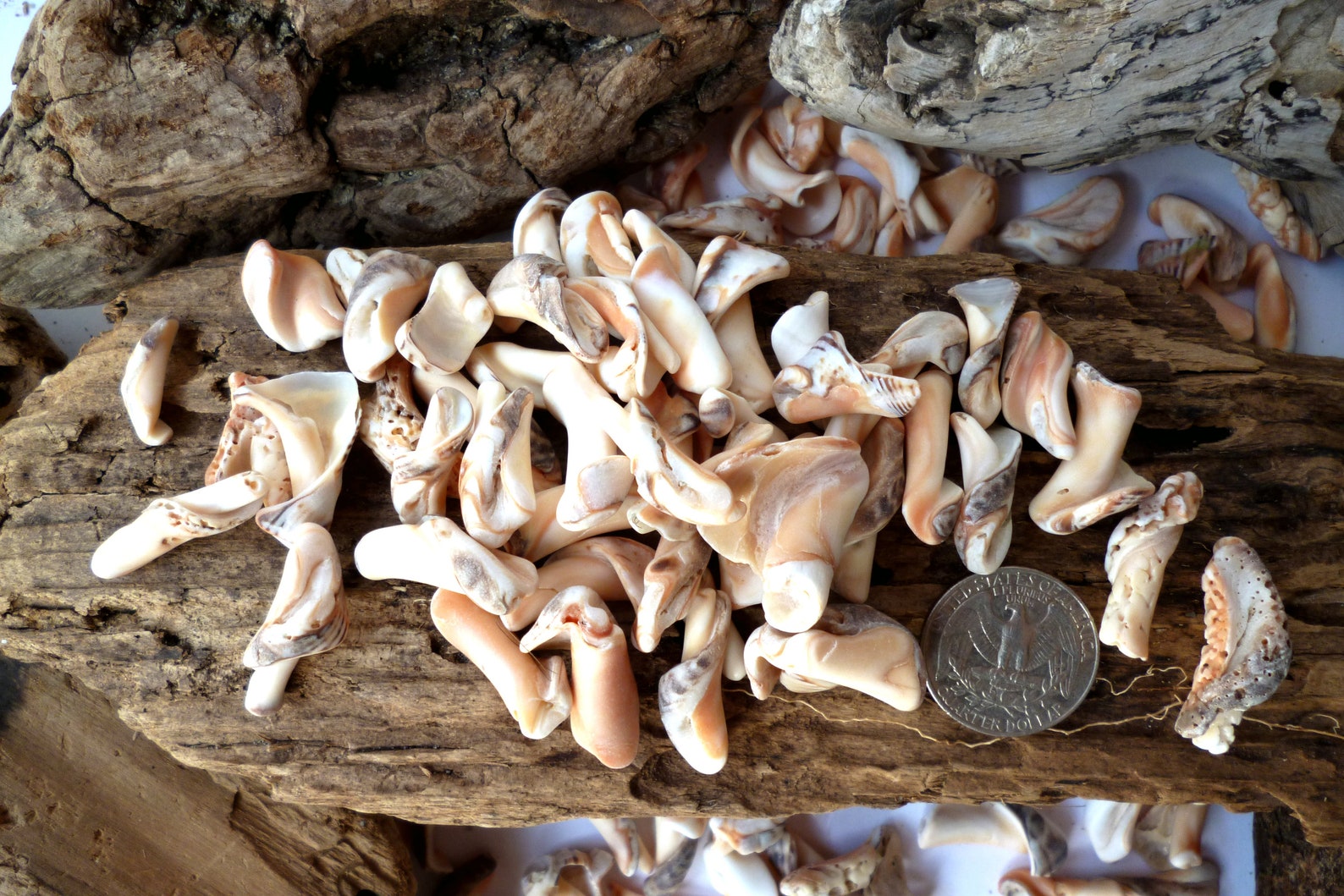 Sea Shells Bulk 50-150 Set Raw Genuine Seashell Spiral Innards Jewelry ...