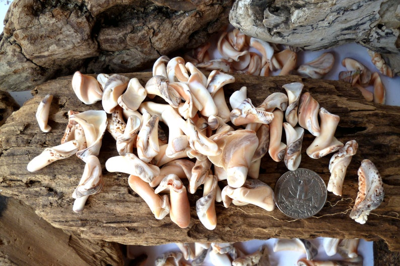 Sea Shells Bulk 50-150 Set Raw Genuine Seashell Spiral Innards | Etsy