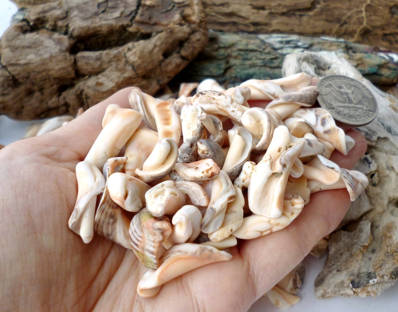 Sea Shells Bulk 50-150 Set Raw Genuine Seashell Spiral Innards - Etsy