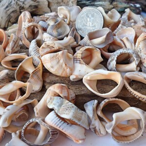 Sea Shells Bulk 25-75 Set Raw Natural Sea Shell Center Jewelry Making ...