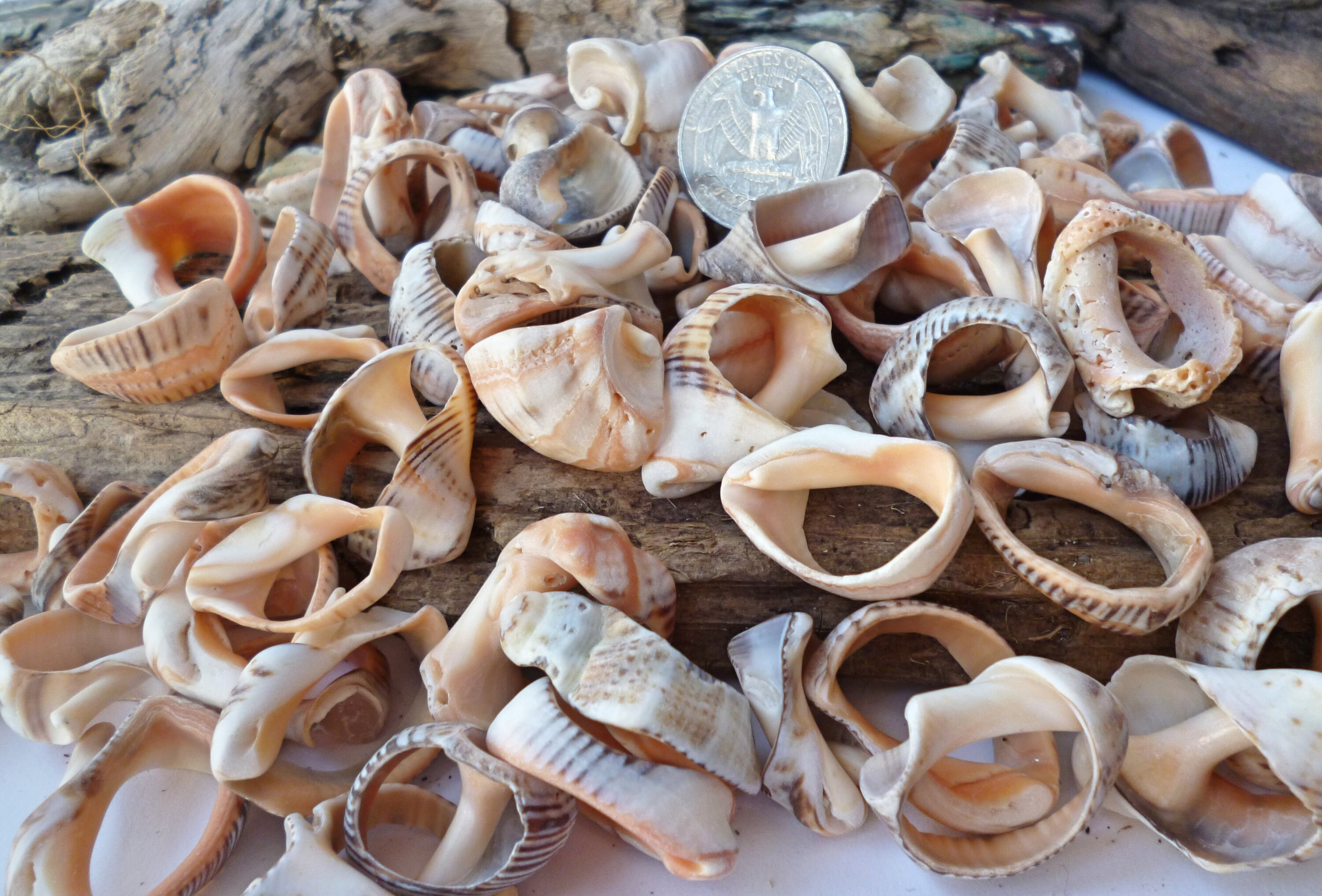 Sea Shells Bulk 25-75 Set Raw Natural Sea Shell Center Jewelry - Etsy