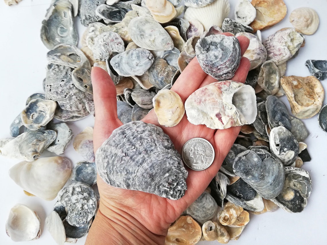 Bulk Antique Sea Shells Lot 20-80 Set Raw Old Seashell Genuine - Etsy