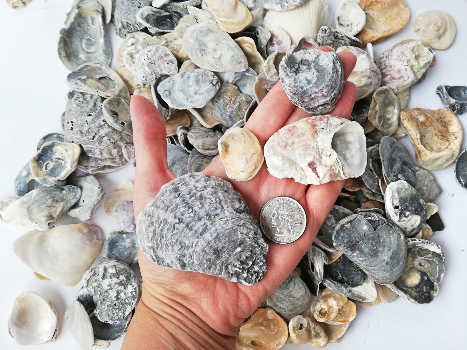 Bulk Antique Sea Shells Lot 20-80 Set Raw Old Seashell Genuine - Etsy