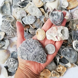 Bulk Antique Sea Shells Lot 20-80 Set Raw Old Seashell Genuine Blue ...