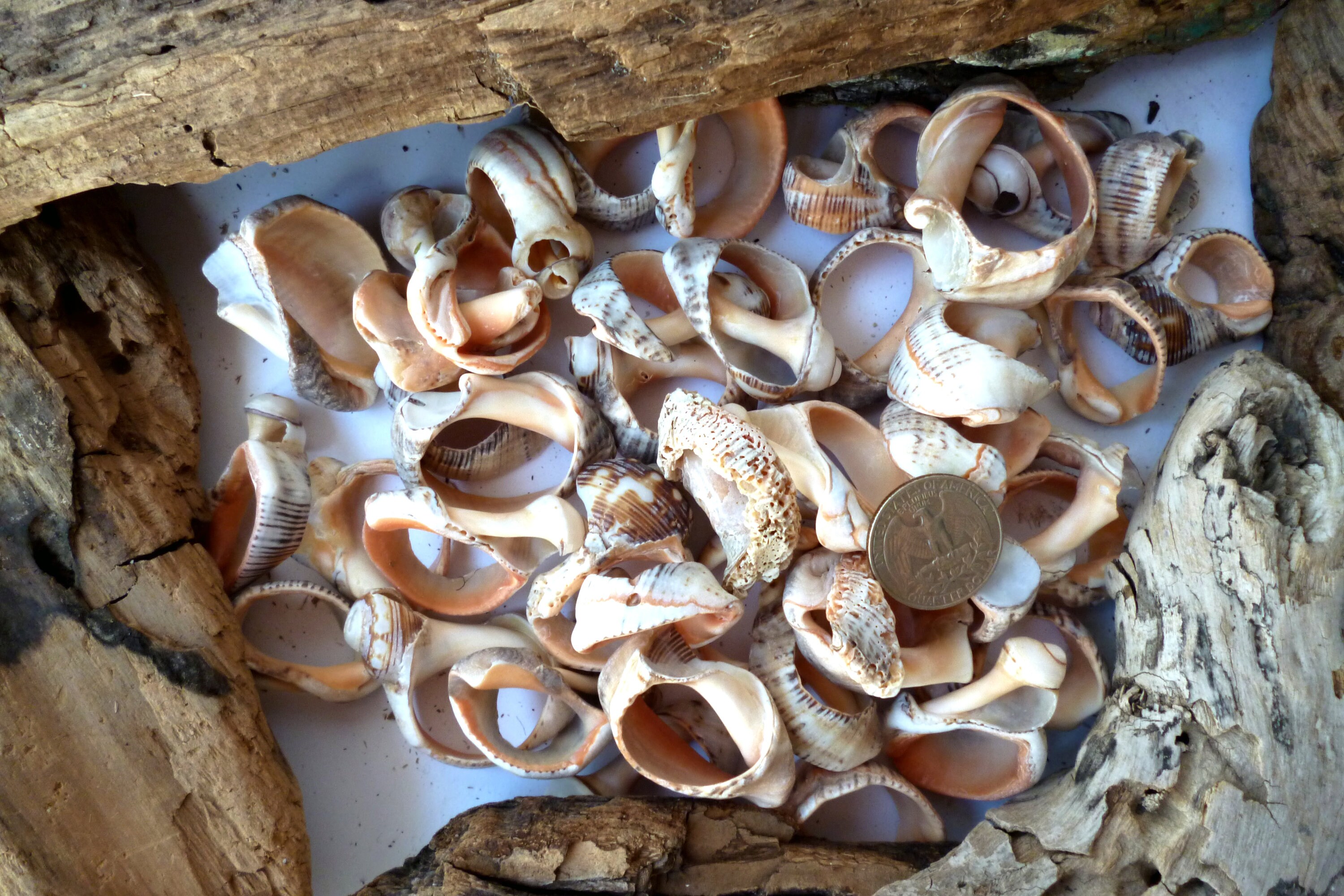 Sea Shells Bulk 15-45 Set Raw Natural Sea Shell Center Jewelry - Etsy