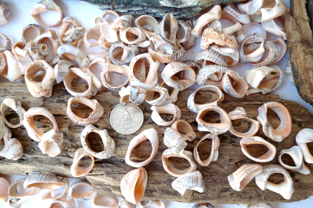 Sea Shells Bulk 30-120 Set Raw Natural Sea Shell Center Jewelry Making ...
