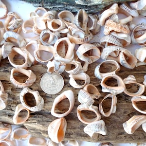 Sea Shells Bulk 30-120 Set Raw Natural Sea Shell Center Jewelry Making ...