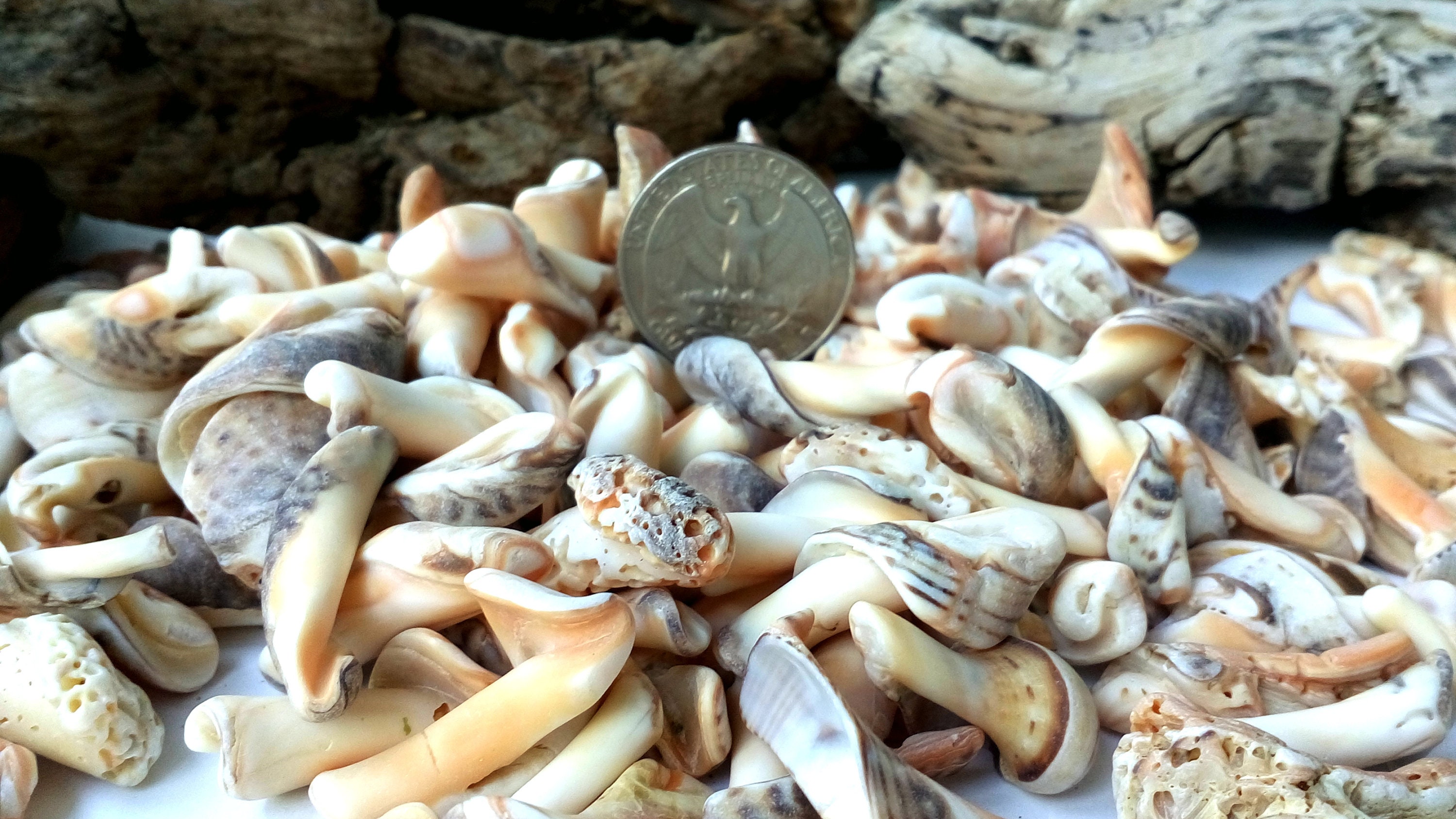 Sea Shells Bulk 50-150 Set Raw Genuine Seashell Spiral Innards | Etsy