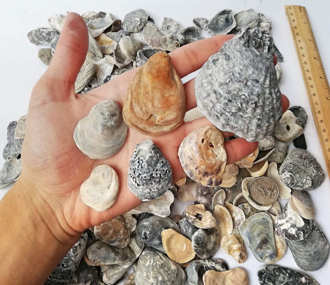 Bulk Antique Sea Shells Lot 20-80 Set Raw Old Seashell Genuine - Etsy