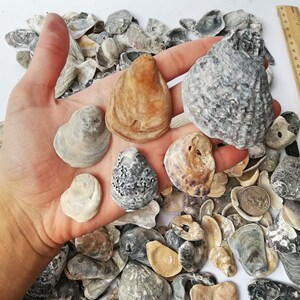 Bulk Antique Sea Shells Lot 20-80 Set Raw Old Seashell Genuine Blue ...