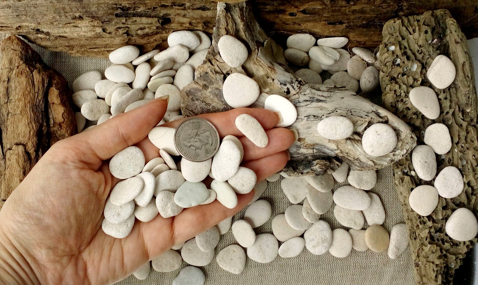 White Beach Stones 50-150 Set Sea Rocks Pebbles Flat Oval - Etsy
