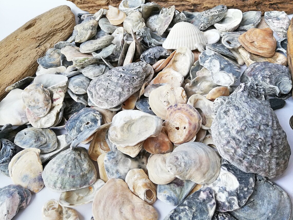 Bulk Antique Sea Shells Lot 20-80 Set Raw Old Seashell Genuine - Etsy