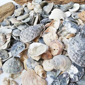 Bulk Antique Sea Shells Lot 20-80 Set Raw Old Seashell Genuine Blue ...