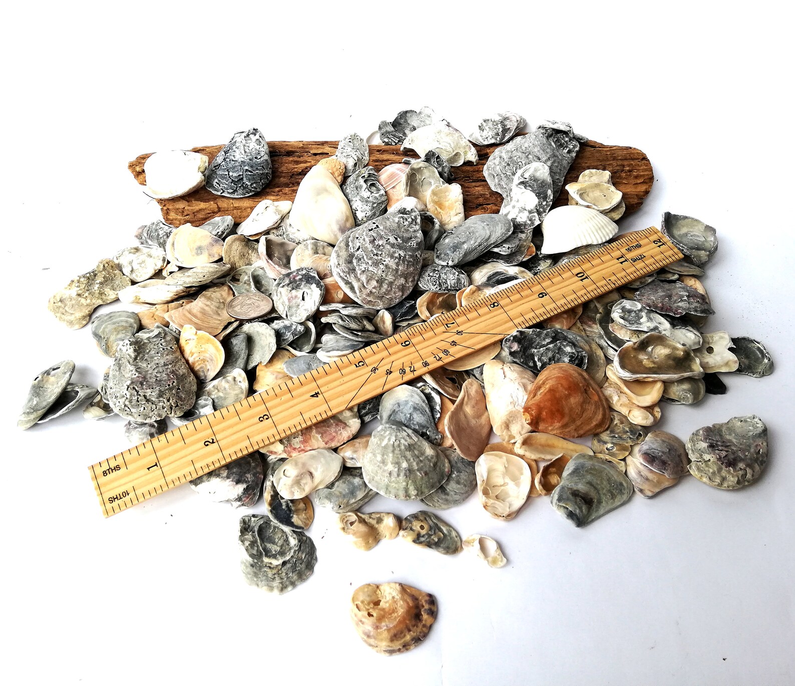 Bulk Antique Sea Shells Lot 20-80 Set Raw Old Seashell Genuine - Etsy