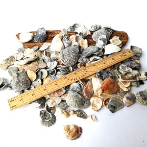 Bulk Antique Sea Shells Lot 20-80 Set Raw Old Seashell Genuine Blue ...