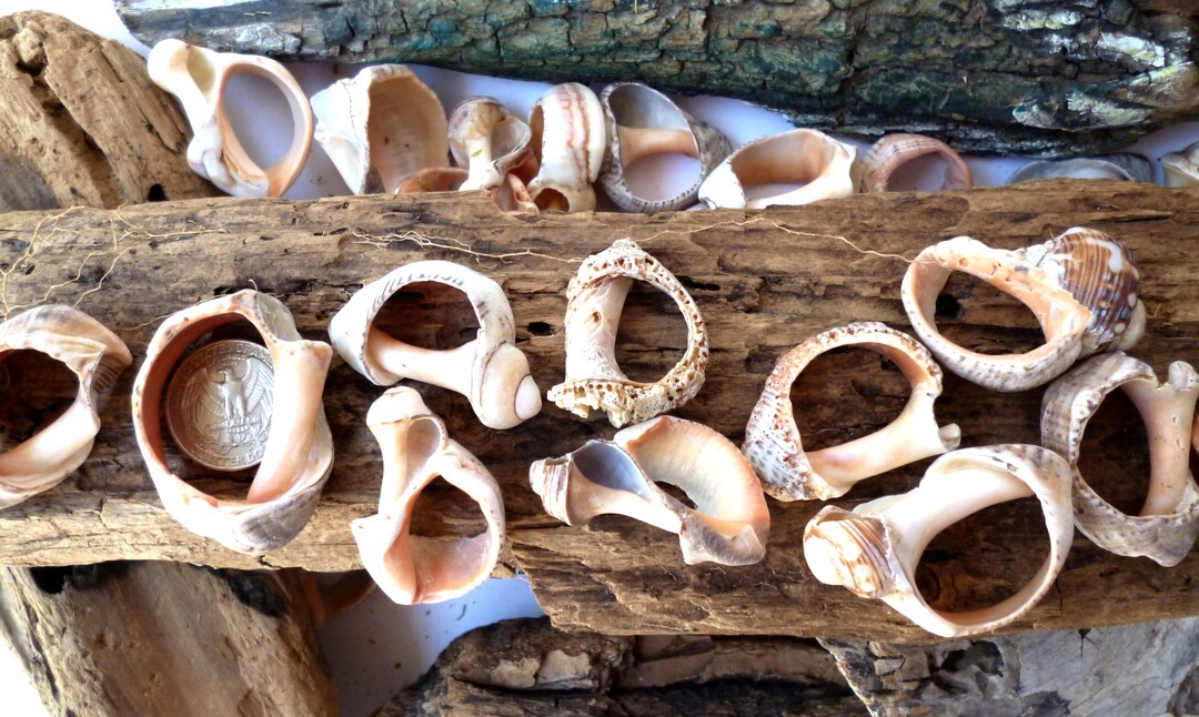 Sea Shells Bulk 15-45 Set Raw Natural Sea Shell Center Jewelry Making ...