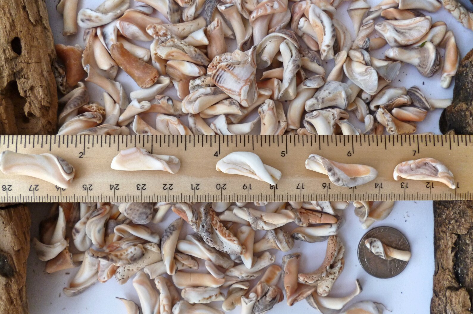 Sea Shells Bulk 50-150 Set Raw Genuine Seashell Spiral Innards Jewelry ...
