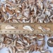 Sea Shells Bulk 50-150 Set Raw Genuine Seashell Spiral Innards - Etsy