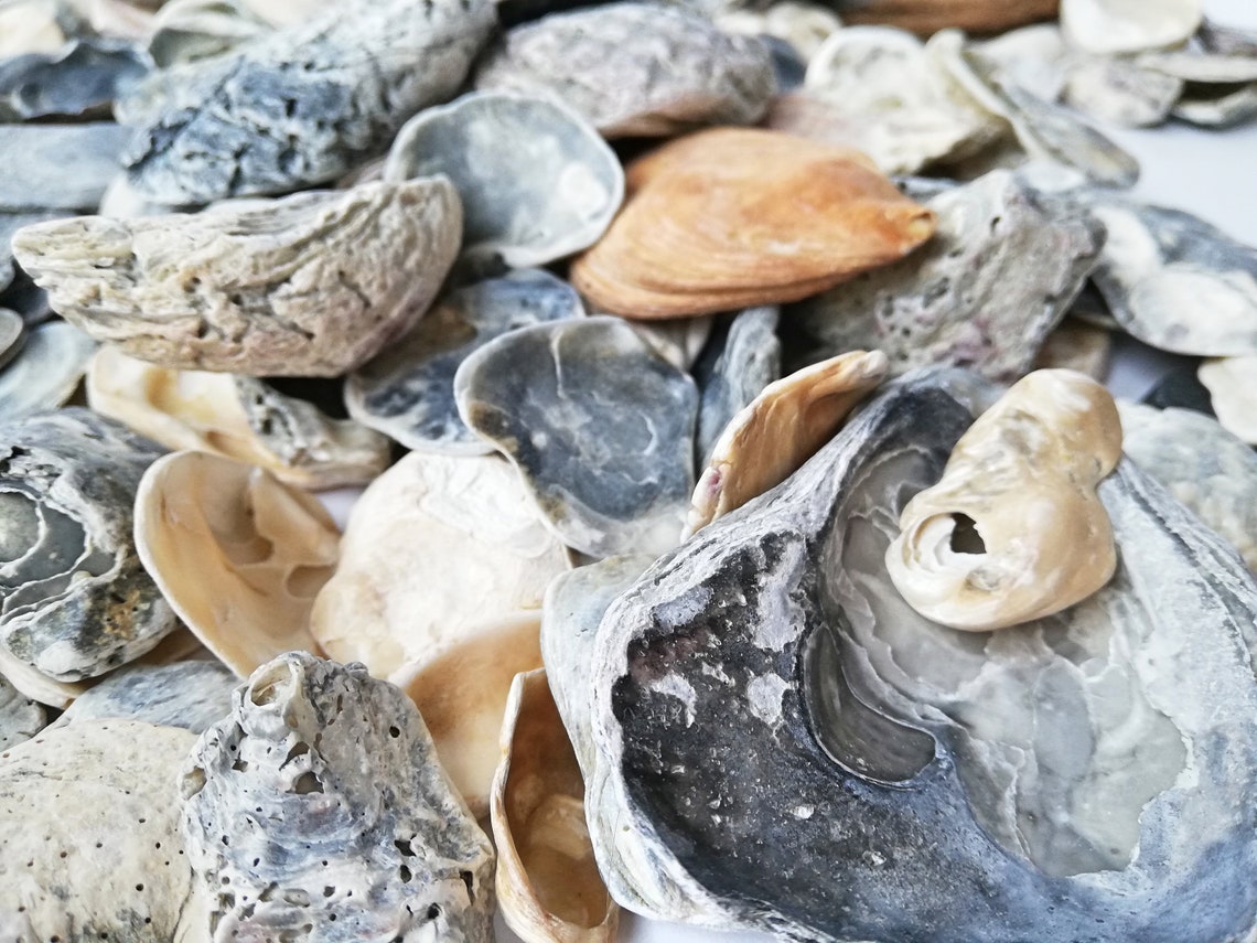 Bulk Antique Sea Shells Lot 20-80 Set Raw Old Seashell Genuine - Etsy