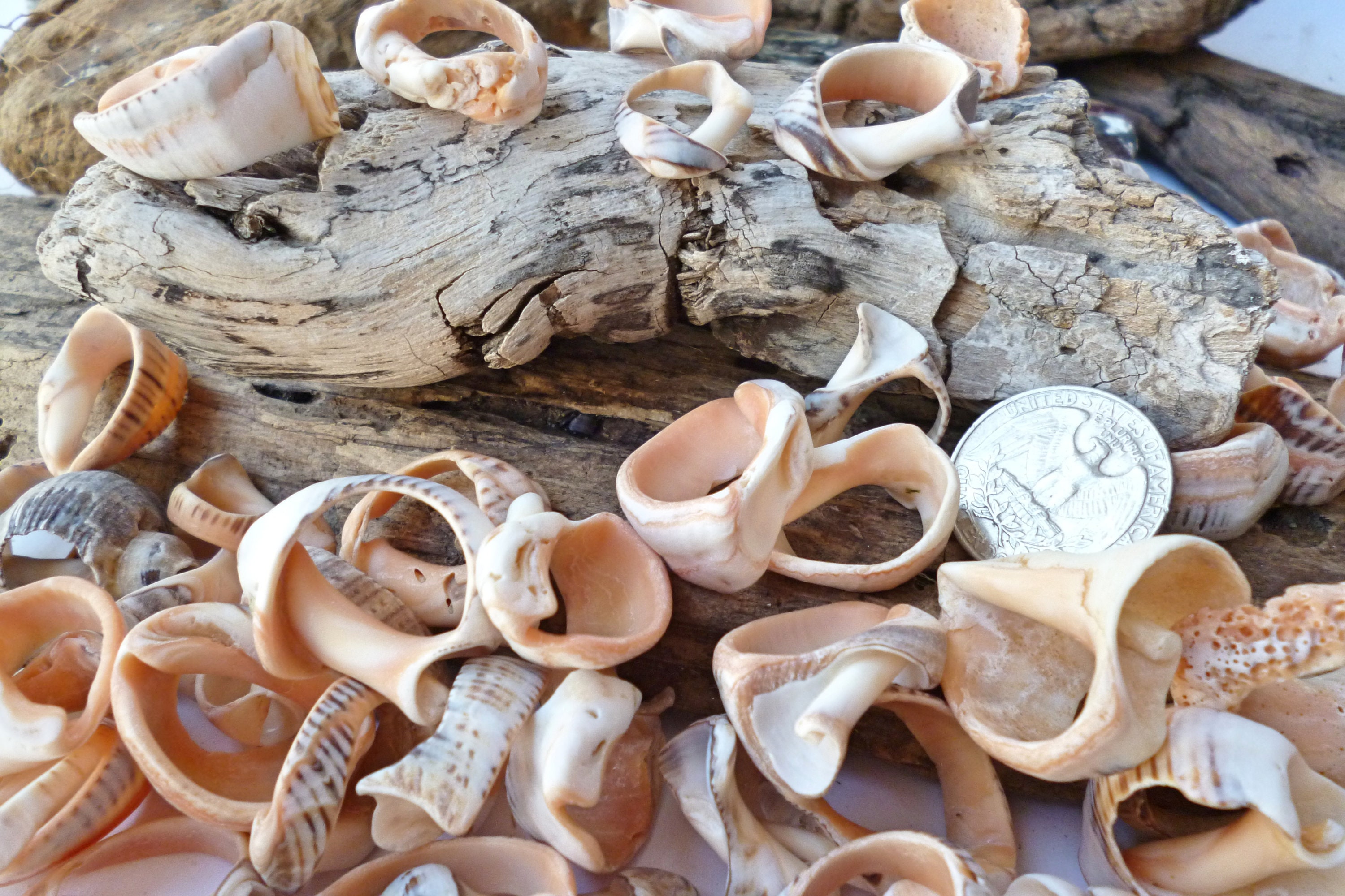Sea Shells Bulk 30-120 Set Raw Natural Sea Shell Center - Etsy