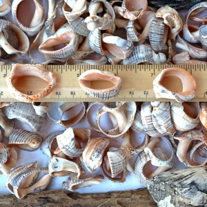 Sea Shells Bulk 25-75 Set Raw Natural Sea Shell Center Jewelry Making ...