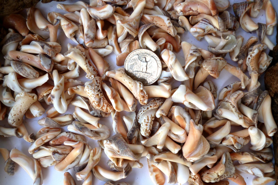 Sea Shells Bulk 50-150 Set Raw Genuine Seashell Spiral Innards | Etsy