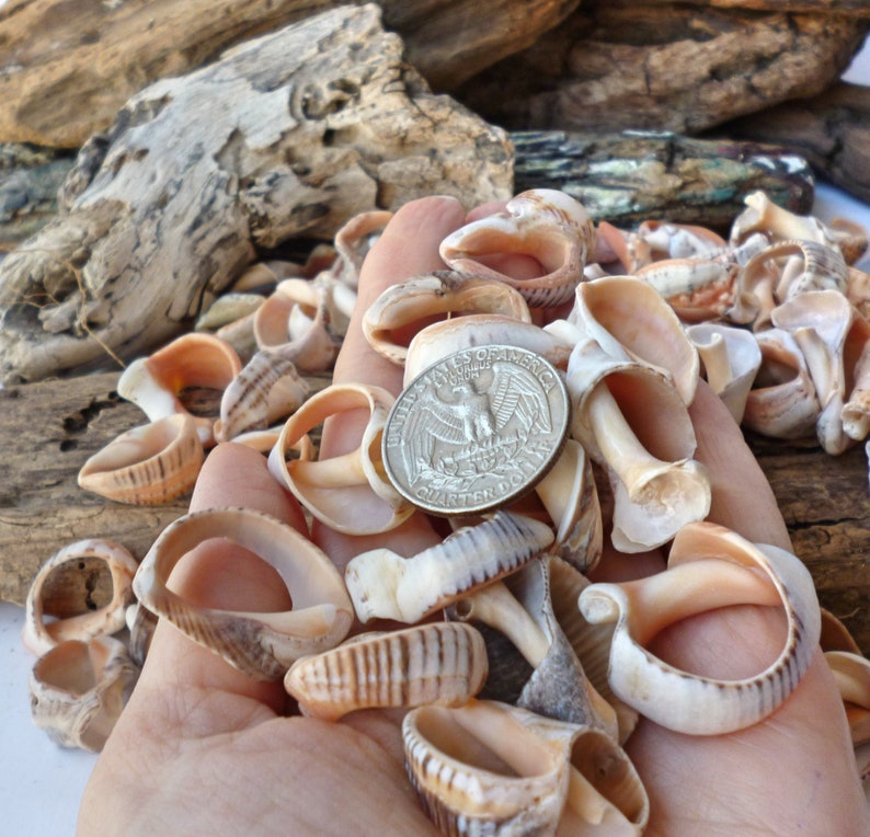 Sea Shells Bulk 30-120 Set Raw Natural Sea Shell Center - Etsy