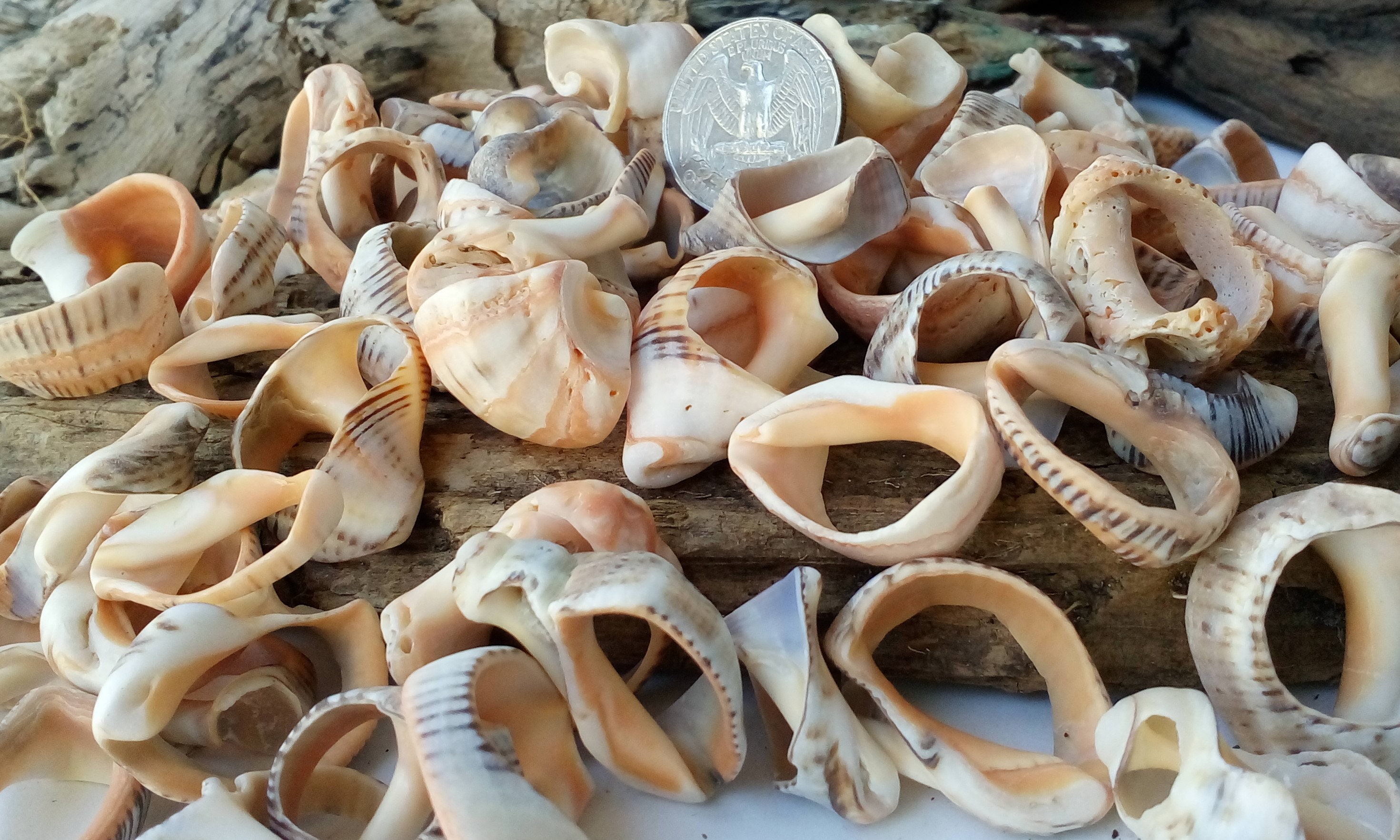 Sea Shells Bulk 25-75 Set Raw Natural Sea Shell Center Jewelry - Etsy